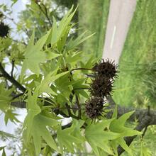 Plant Communities | CMP Tree Selection Tool